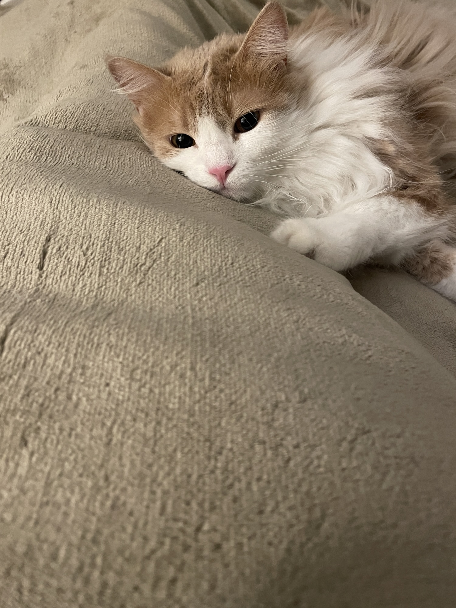 Cats and Neurodivergent Minds: On Regulation, Space, and Connection ...